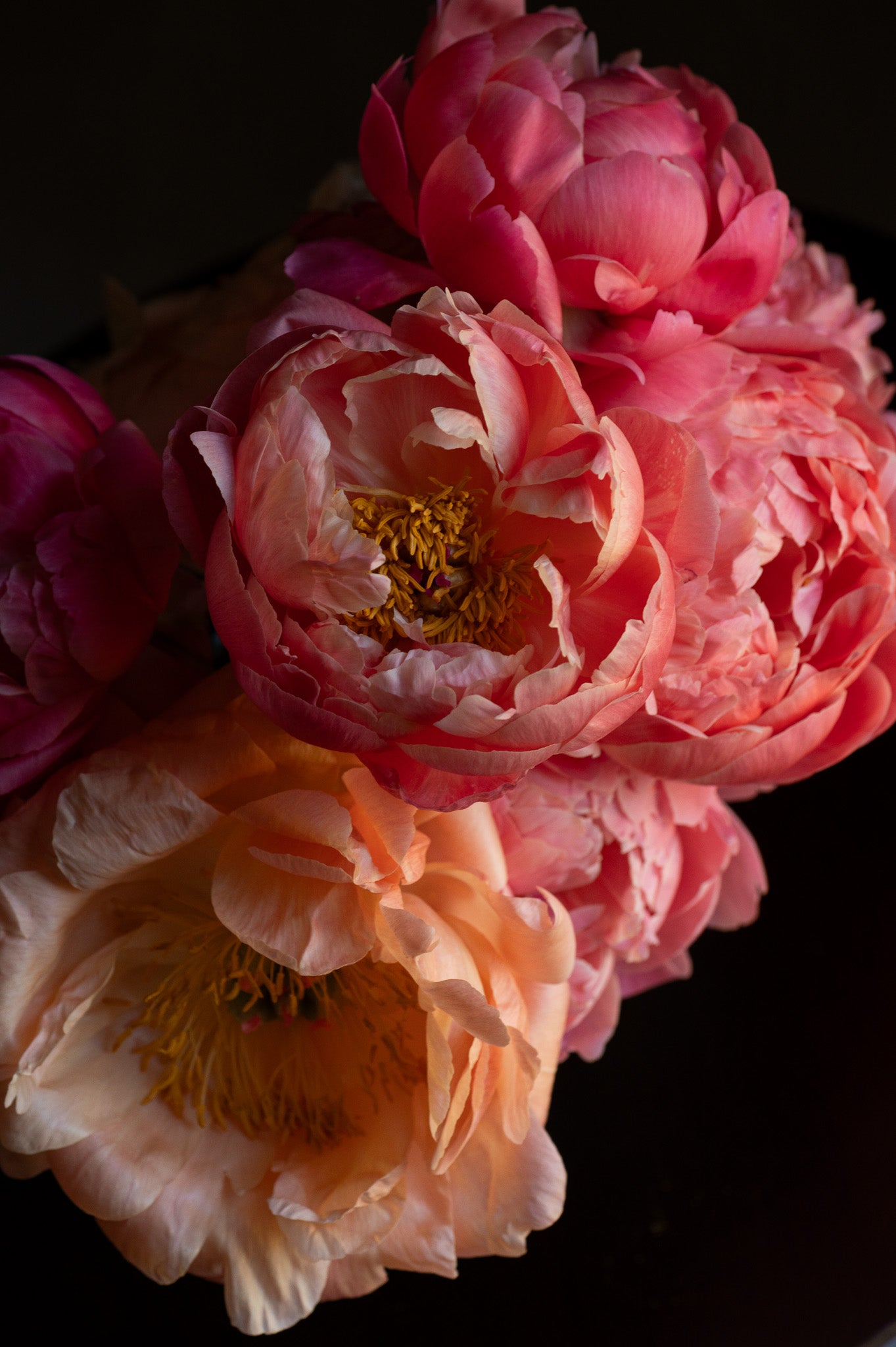 Rebecca Bijl Flower Photography Fine Art Prints